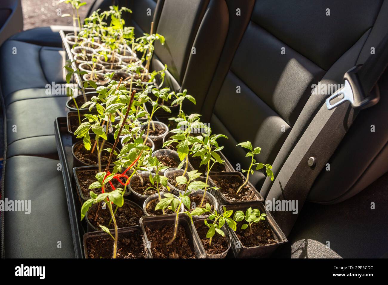 Seedlings of tomatoes and peppers in pots are loaded into the car for ...