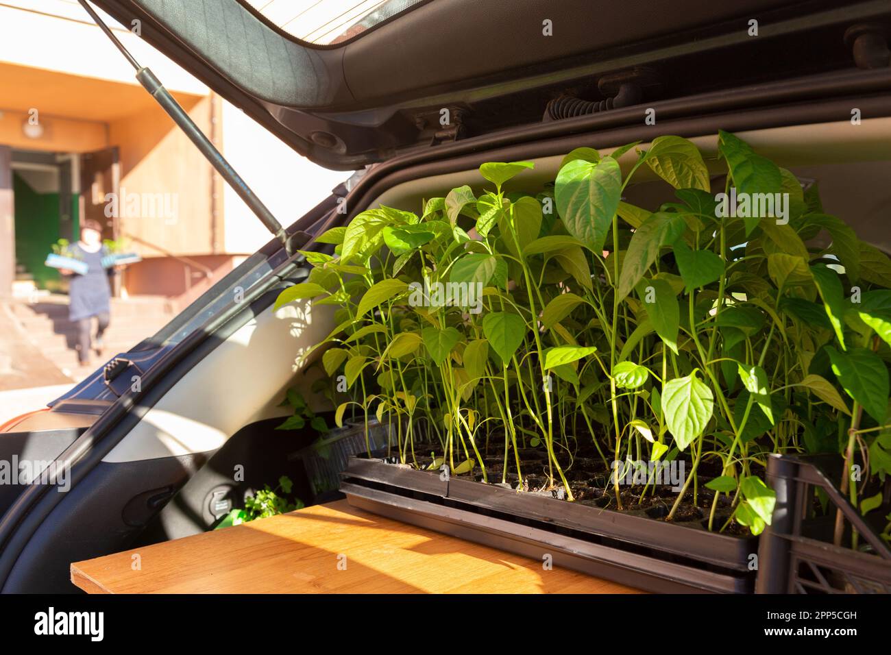 Seedlings of tomatoes and peppers in pots are loaded into the trunk of ...