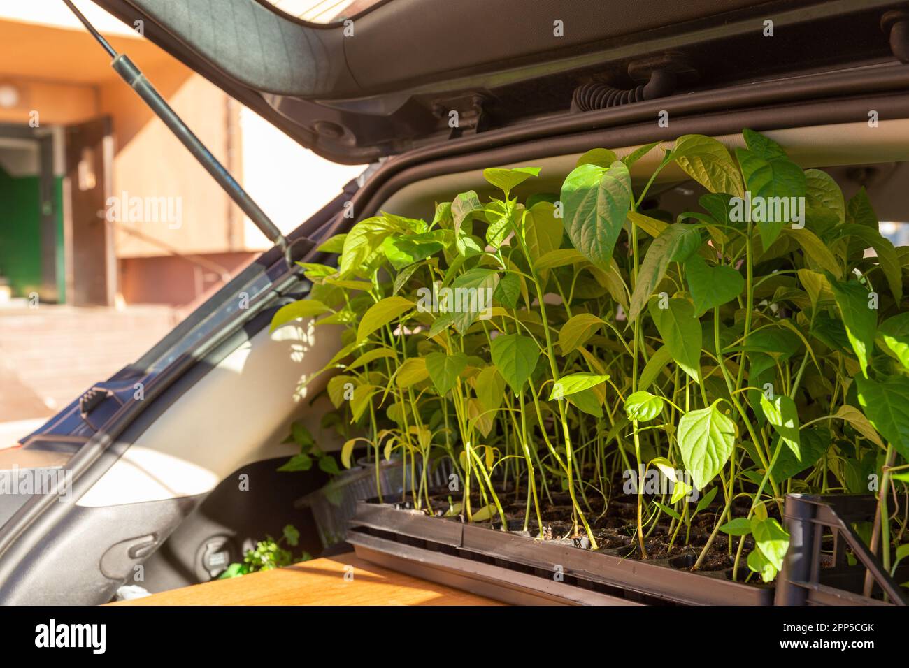 Seedlings in car hi-res stock photography and images - Alamy