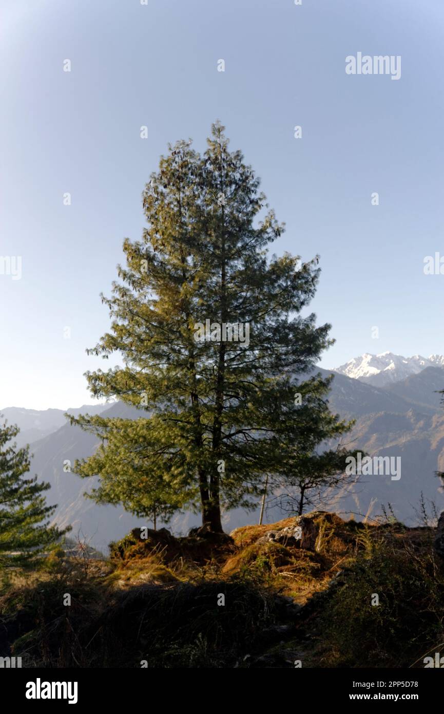 Devdar trees on the edge of a Himalayan valley and snow capped mountain ...