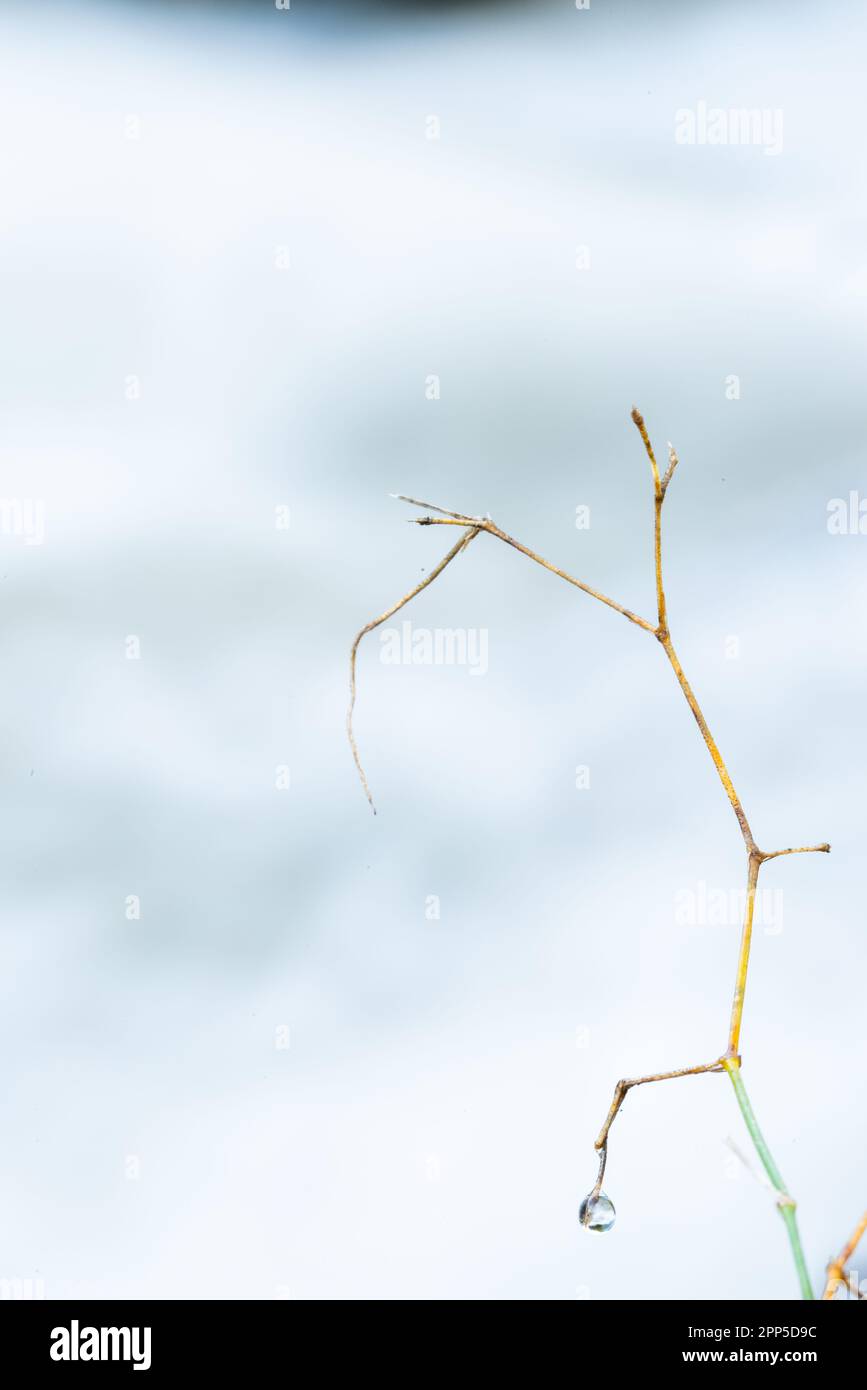 In this stunning photograph, a cluster of plant leaves is captured in ...