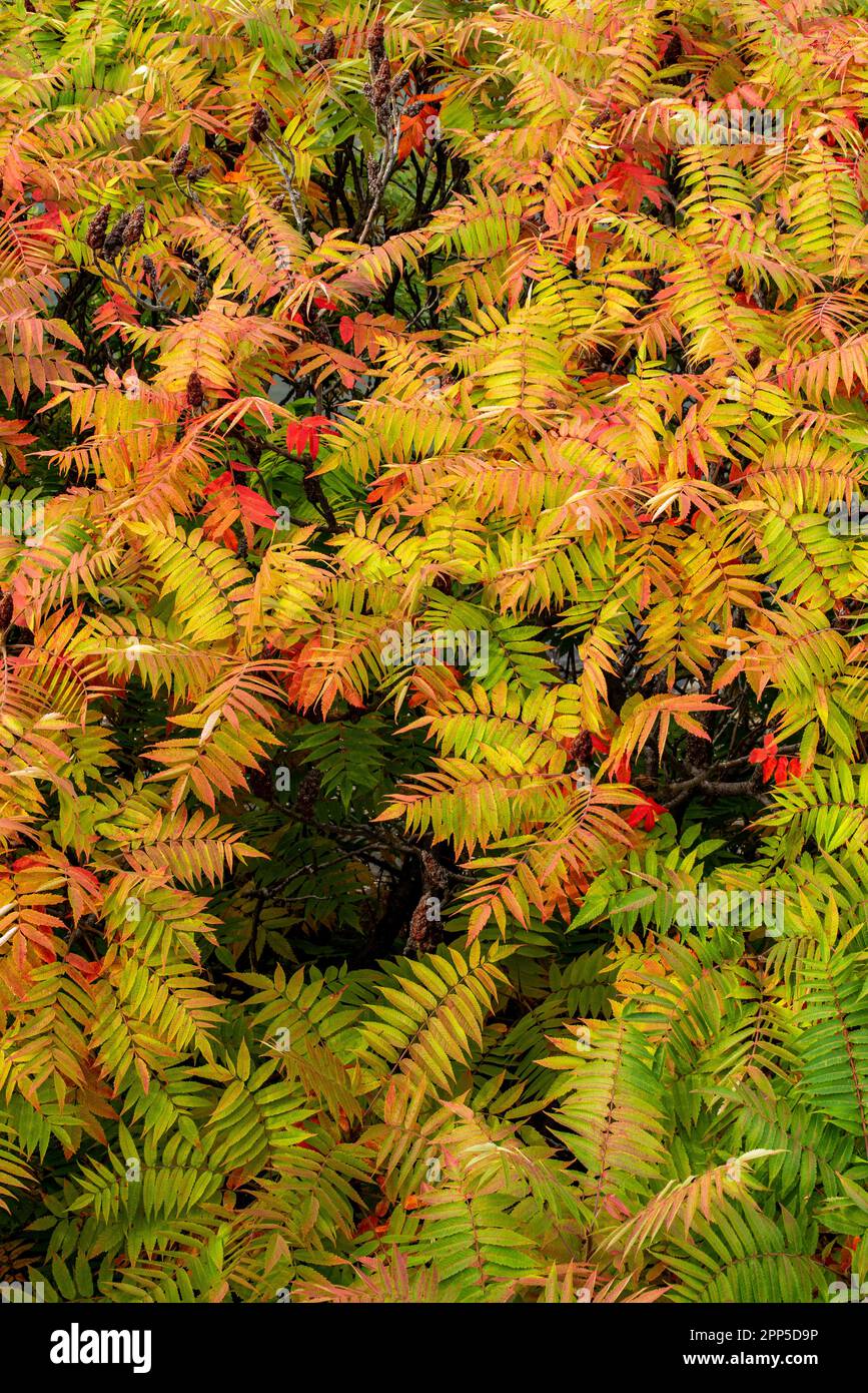 In this stunning photograph, a cluster of plant leaves is captured in ...