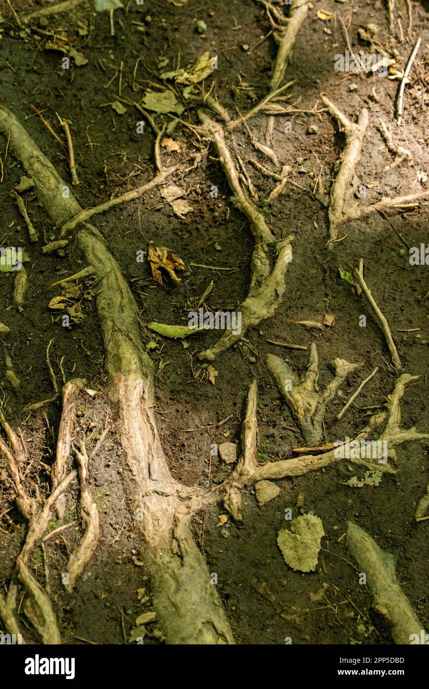 This awe-inspiring photograph captures the majesty of a towering tree ...