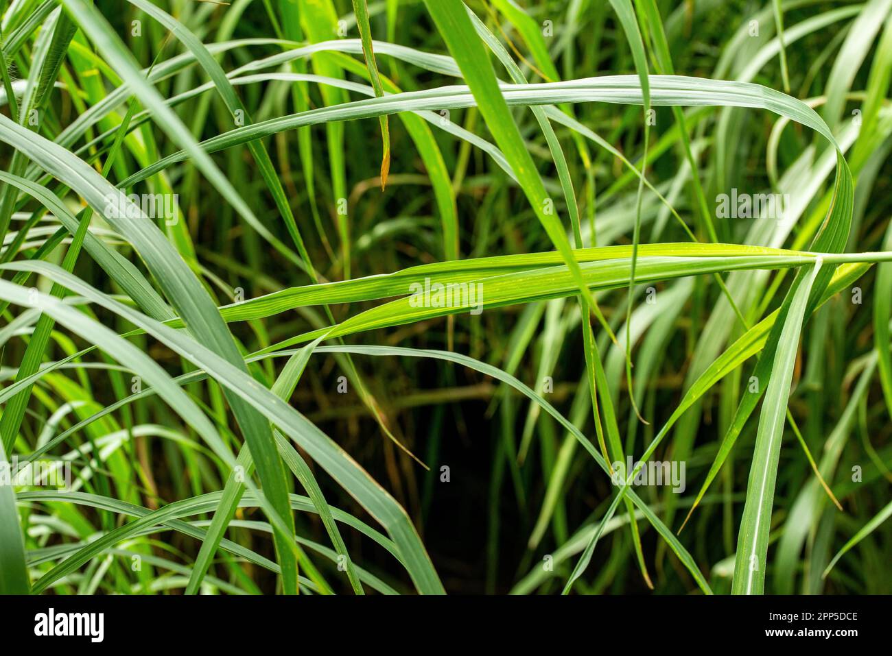 In this stunning photograph, a cluster of plant leaves is captured in ...