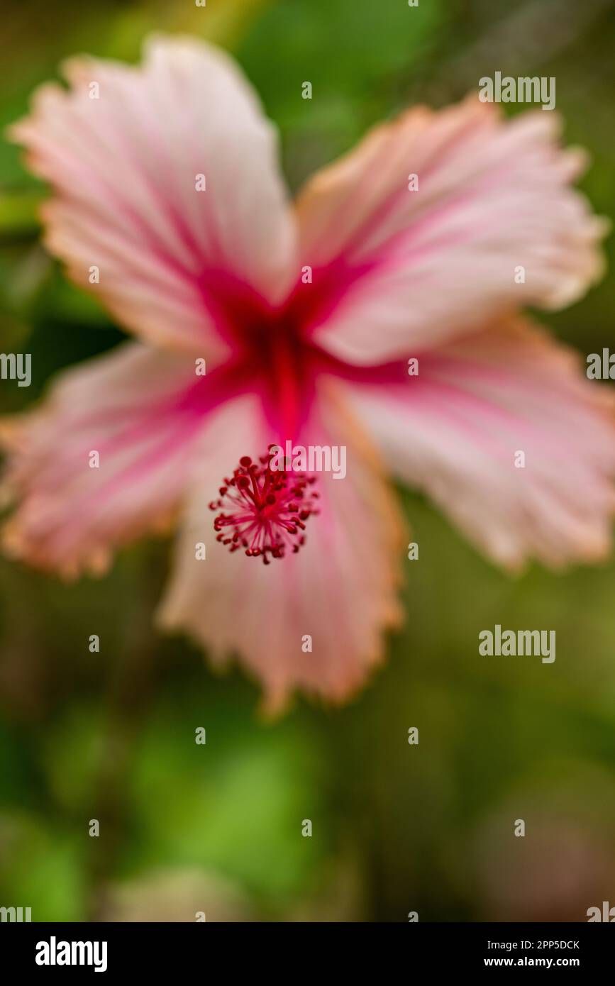 This captivating photograph showcases the intricate and delicate beauty ...