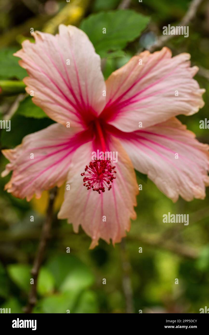 This captivating photograph showcases the intricate and delicate beauty ...
