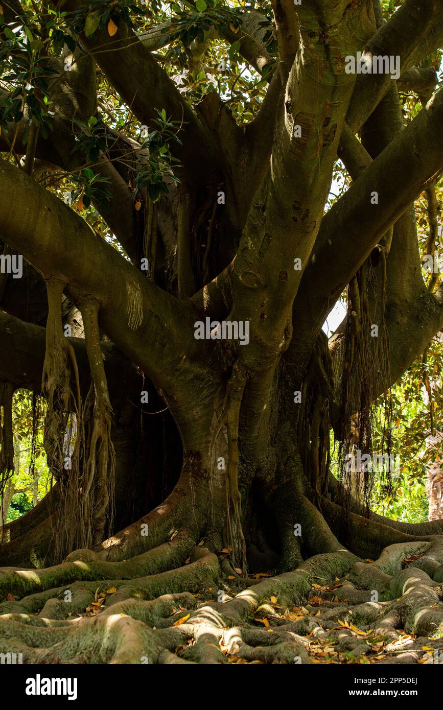 This awe-inspiring photograph captures the majesty of a towering tree ...
