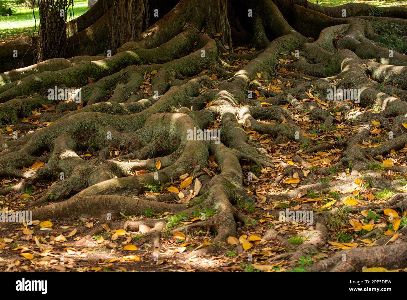 This awe-inspiring photograph captures the majesty of a towering tree ...