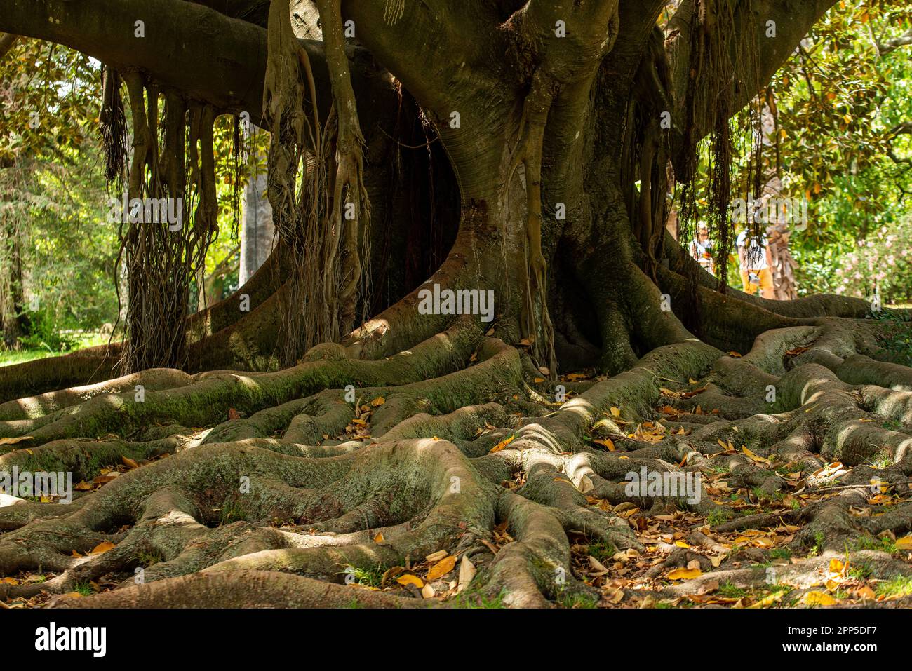 This awe-inspiring photograph captures the majesty of a towering tree ...