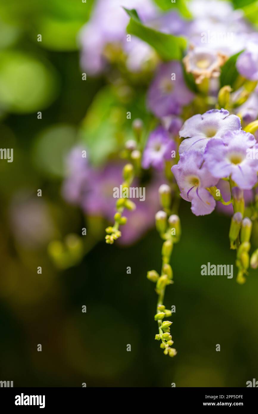 This captivating photograph showcases the intricate and delicate beauty ...