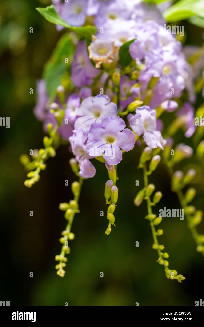 This captivating photograph showcases the intricate and delicate beauty ...