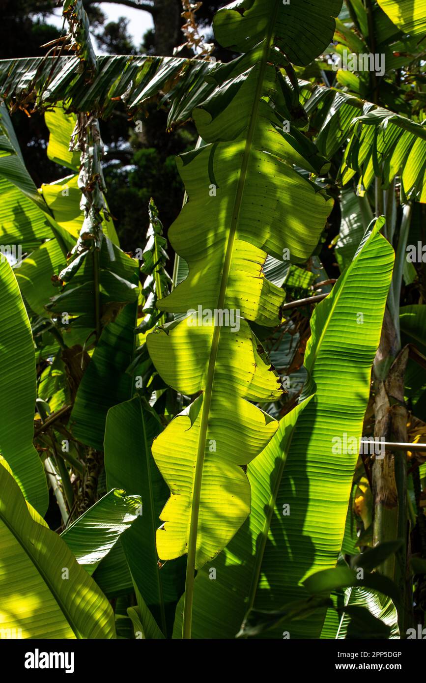 In this stunning photograph, a cluster of plant leaves is captured in ...