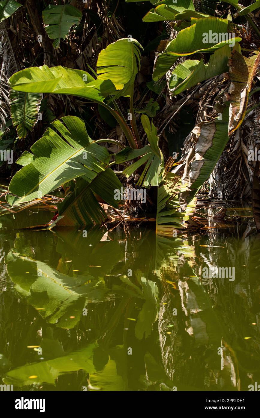 In this stunning photograph, a cluster of plant leaves is captured in ...