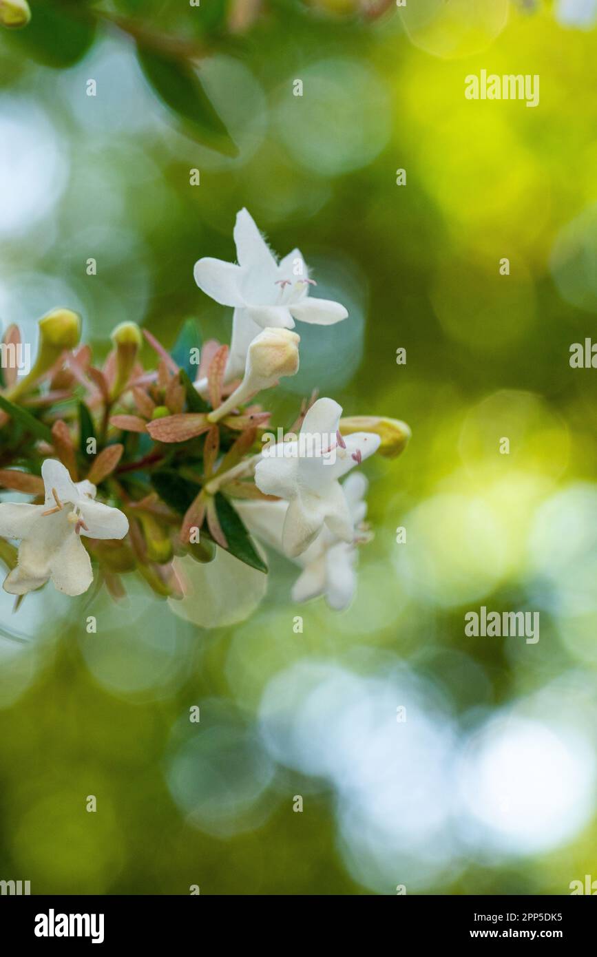 This captivating photograph showcases the intricate and delicate beauty ...