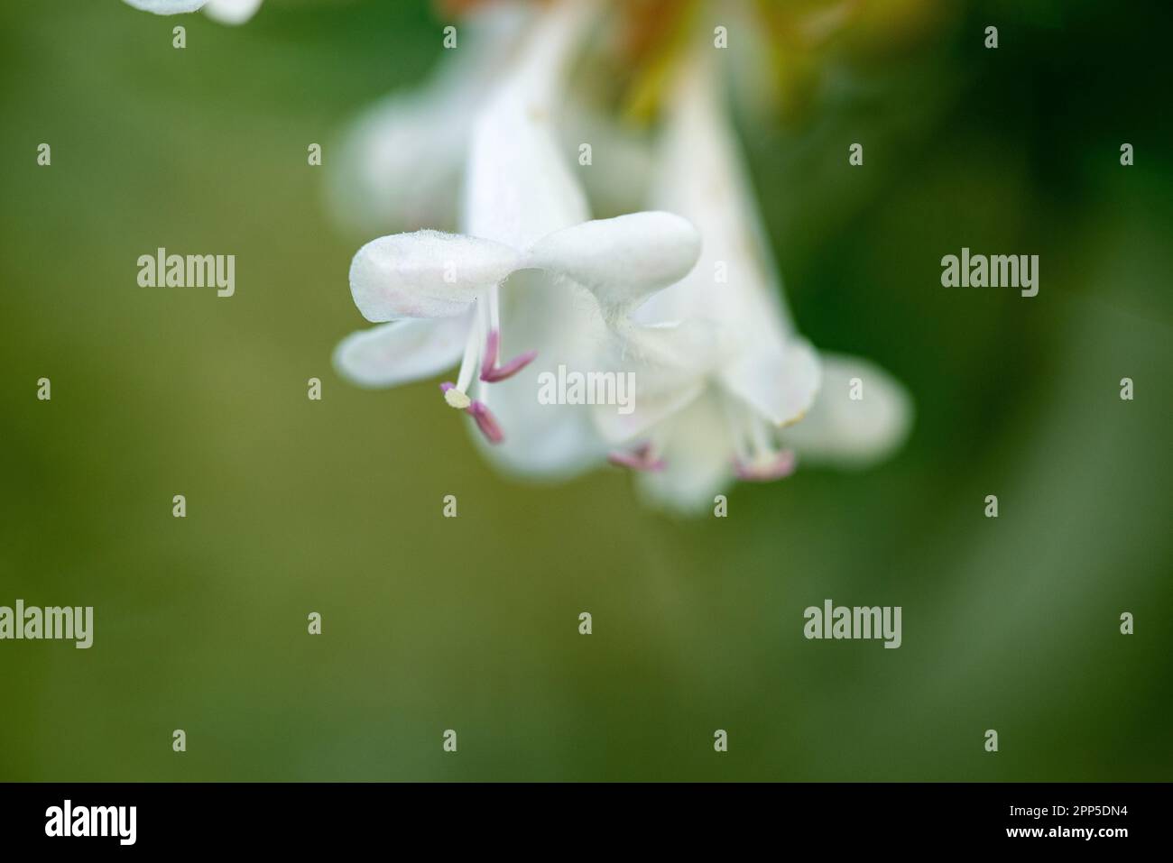 This captivating photograph showcases the intricate and delicate beauty ...