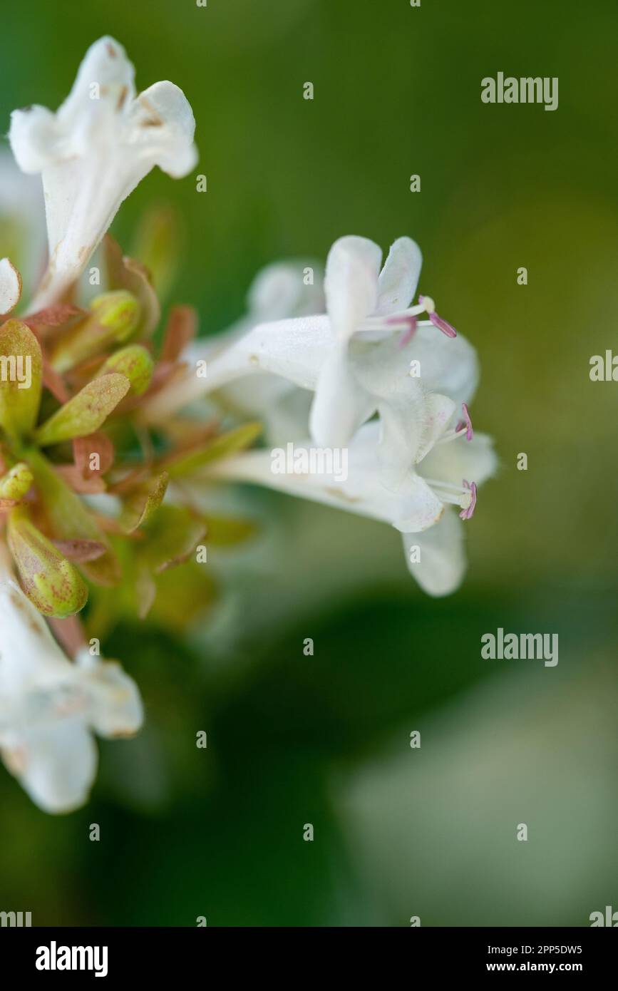 This captivating photograph showcases the intricate and delicate beauty ...
