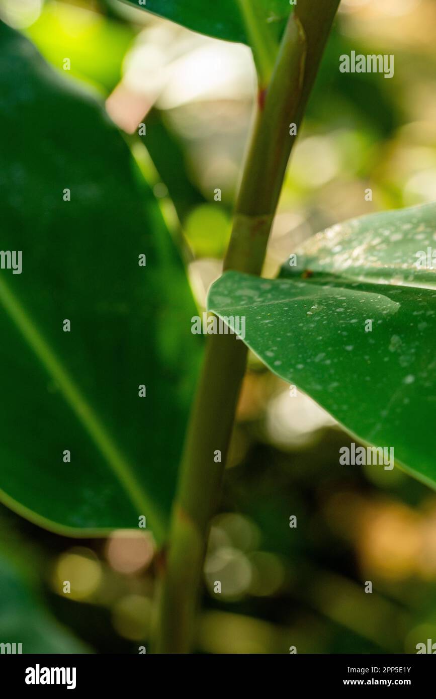 In this stunning photograph, a cluster of plant leaves is captured in ...