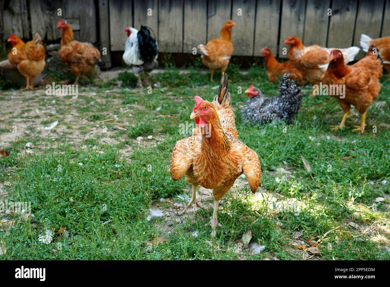 Free range hens in their yard with green grass in a village in ...