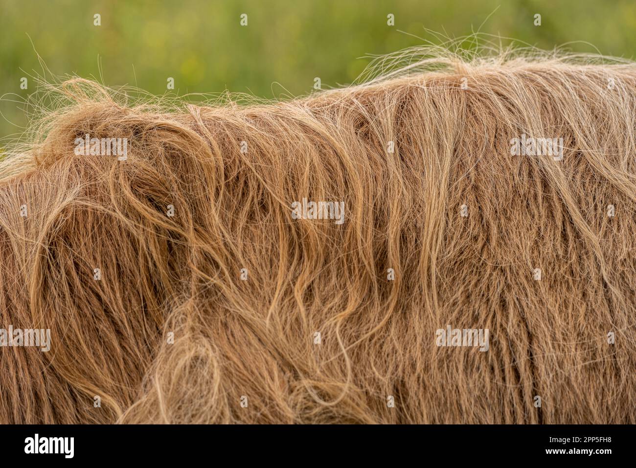 Long back hair of highland cattle Stock Photo - Alamy