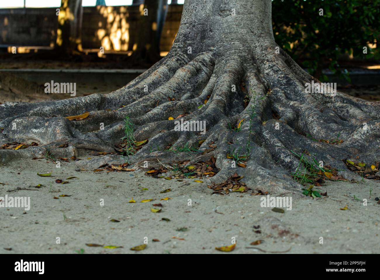 This awe-inspiring photograph captures the majesty of a towering tree ...