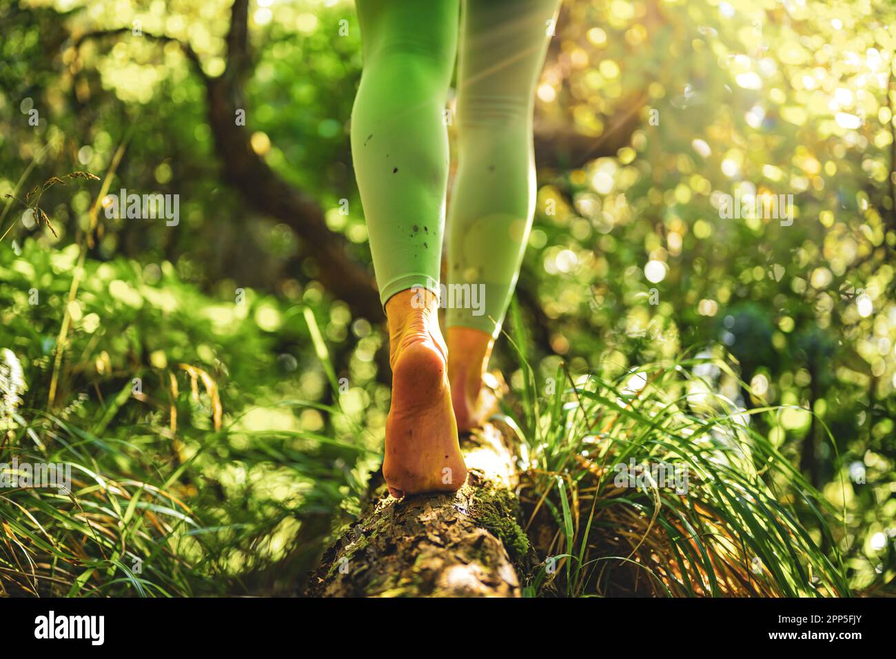 Description: Legs of a woman walking barefoot on a dead tree trunk in ...