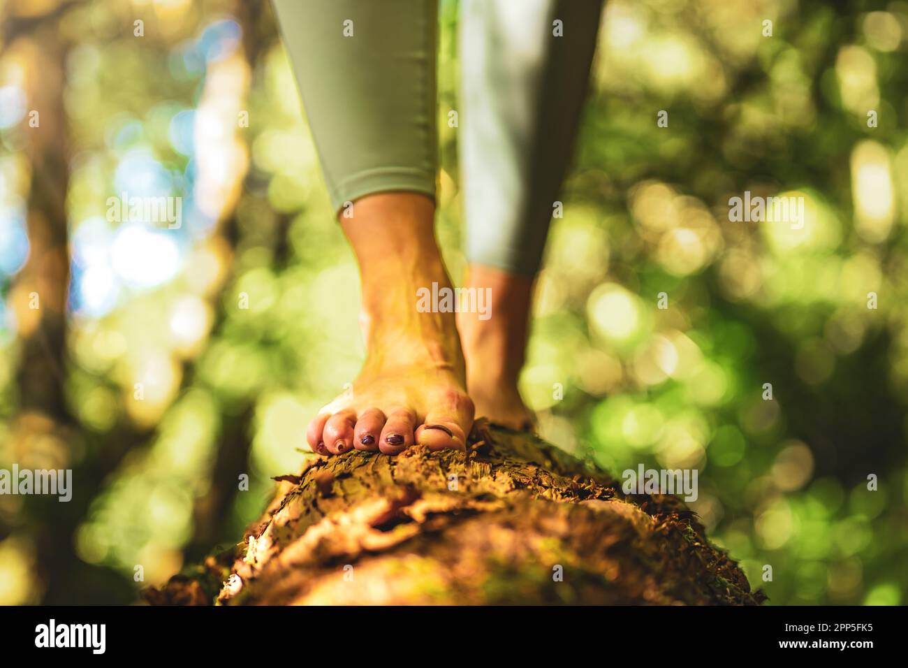 Description: Legs of a woman walking barefoot on a dead tree trunk in ...