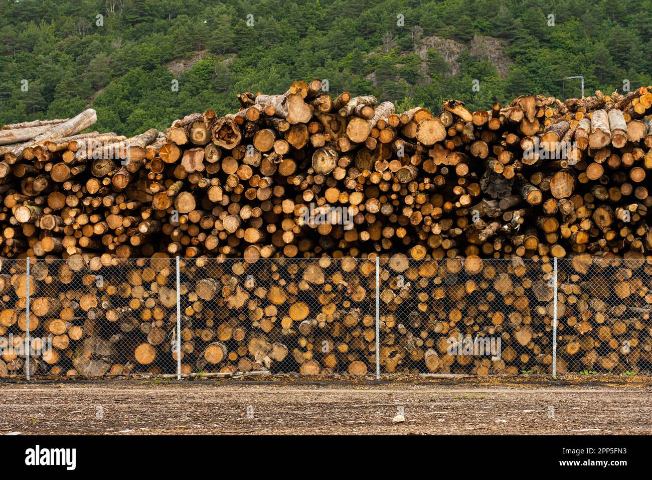 Large pile of logs ready to be shipped by boat Stock Photo - Alamy