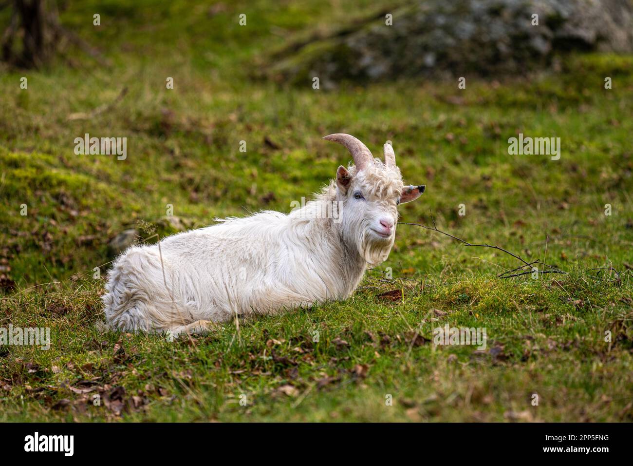 White young goat in the grass Stock Photo - Alamy