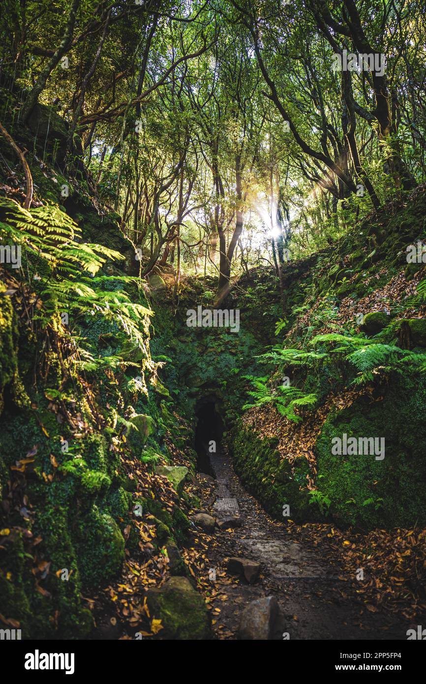Description: Tunnel entrance along an overgrown jungle trail next to a ...