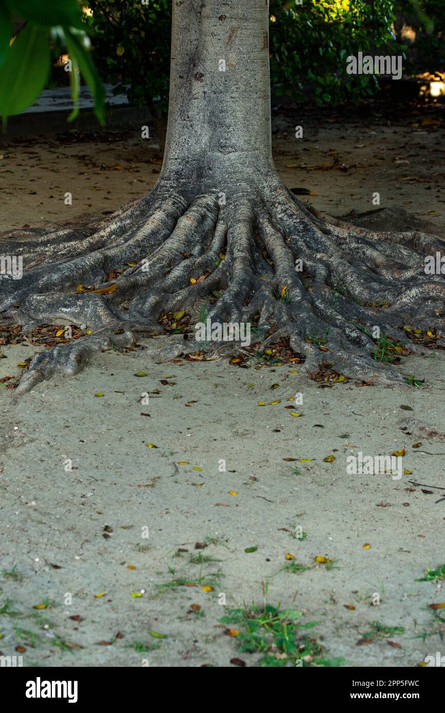 This awe-inspiring photograph captures the majesty of a towering tree ...