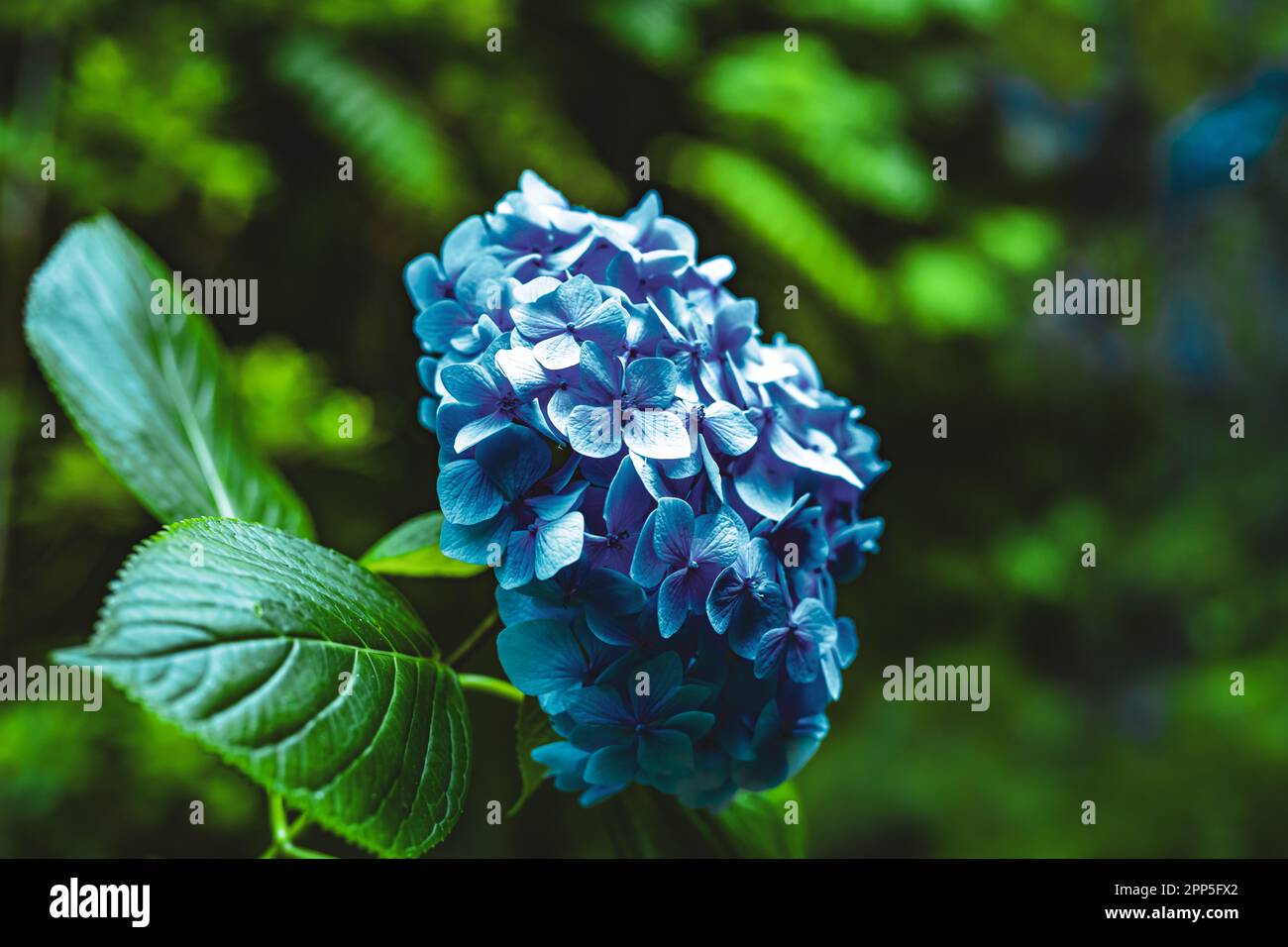 Description: Beautiful blue flowers photographed in a picturesque ...
