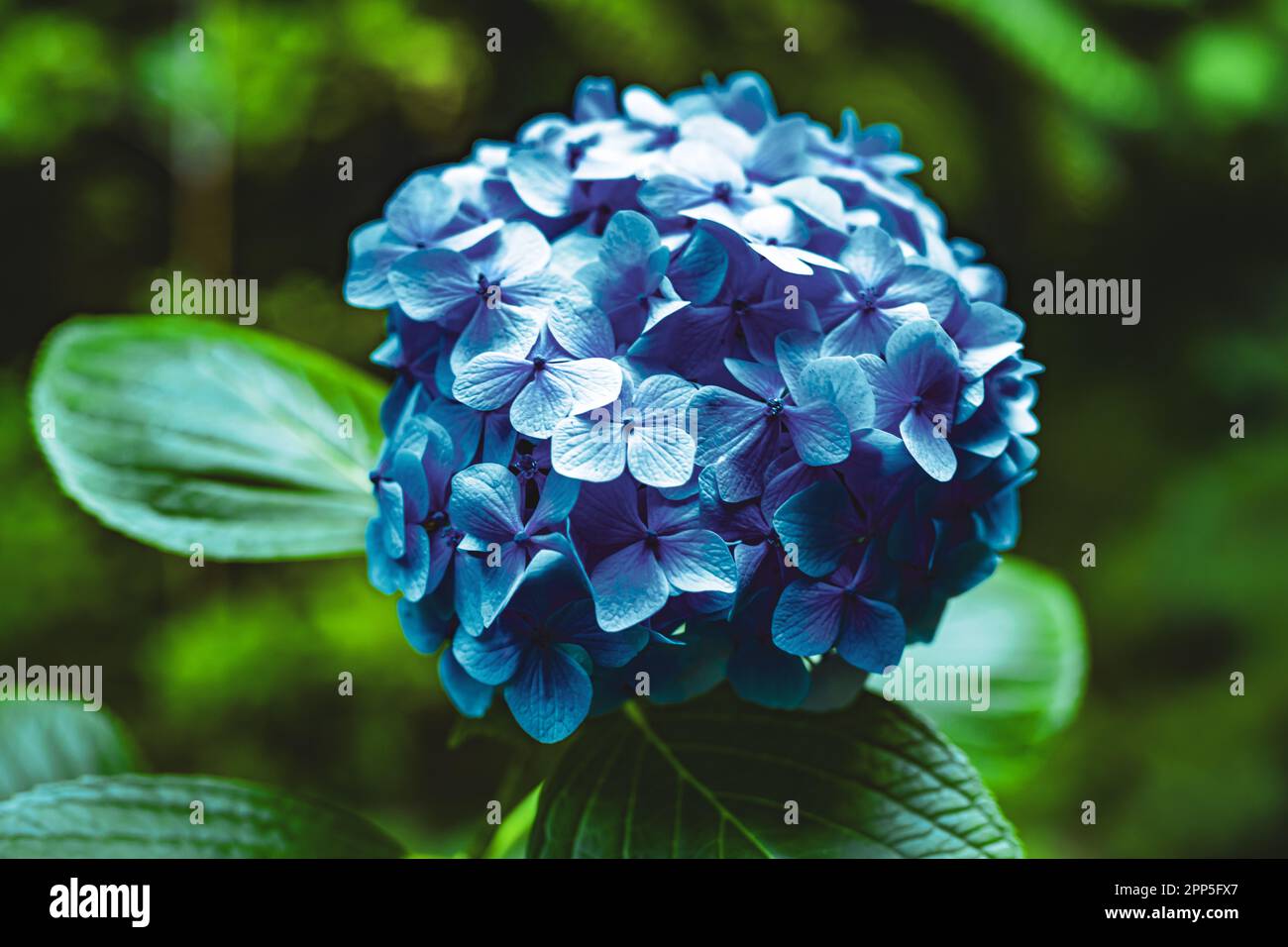 Description: Beautiful blue flowers photographed in a picturesque ...