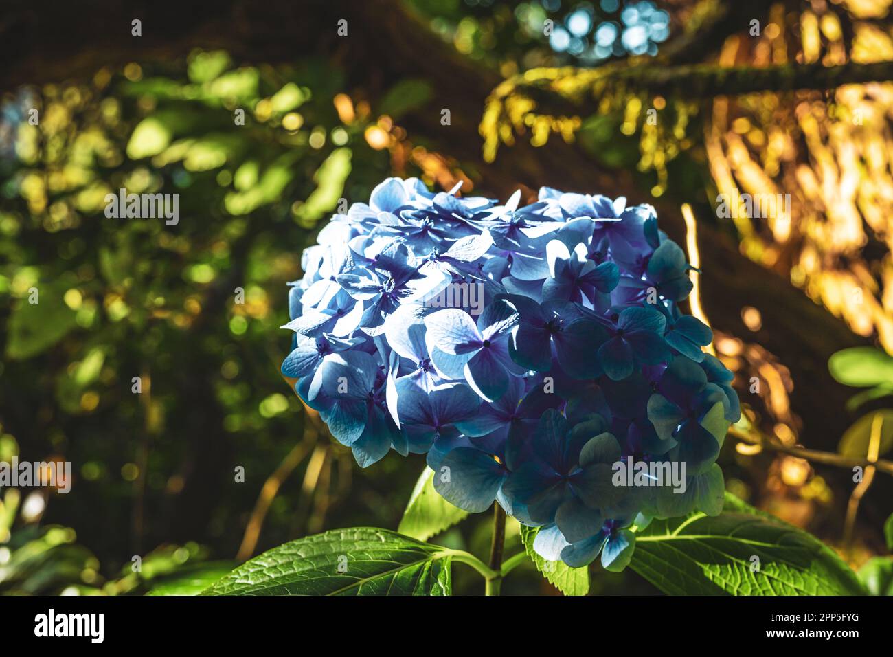 Description: Beautiful blue flowers photographed in a picturesque ...