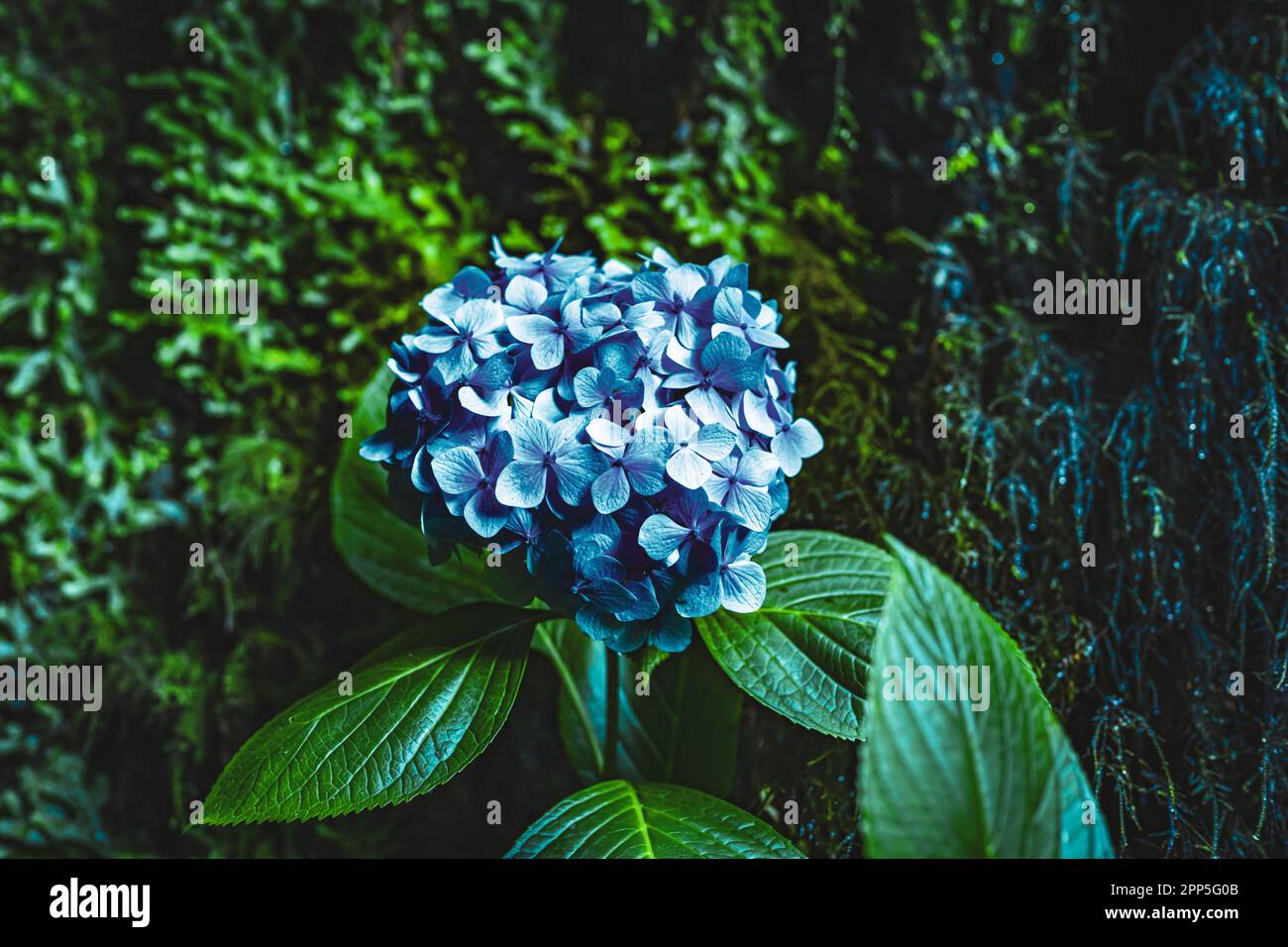 Description: Beautiful blue flowers photographed in a picturesque ...
