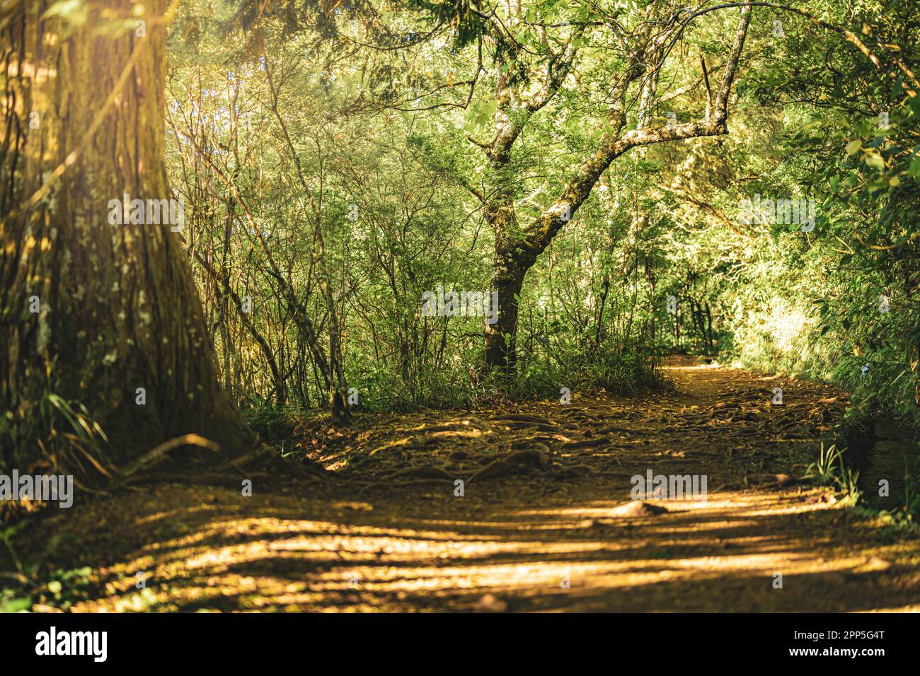 Description: Idyllic view on jungle footpath next to water channel ...