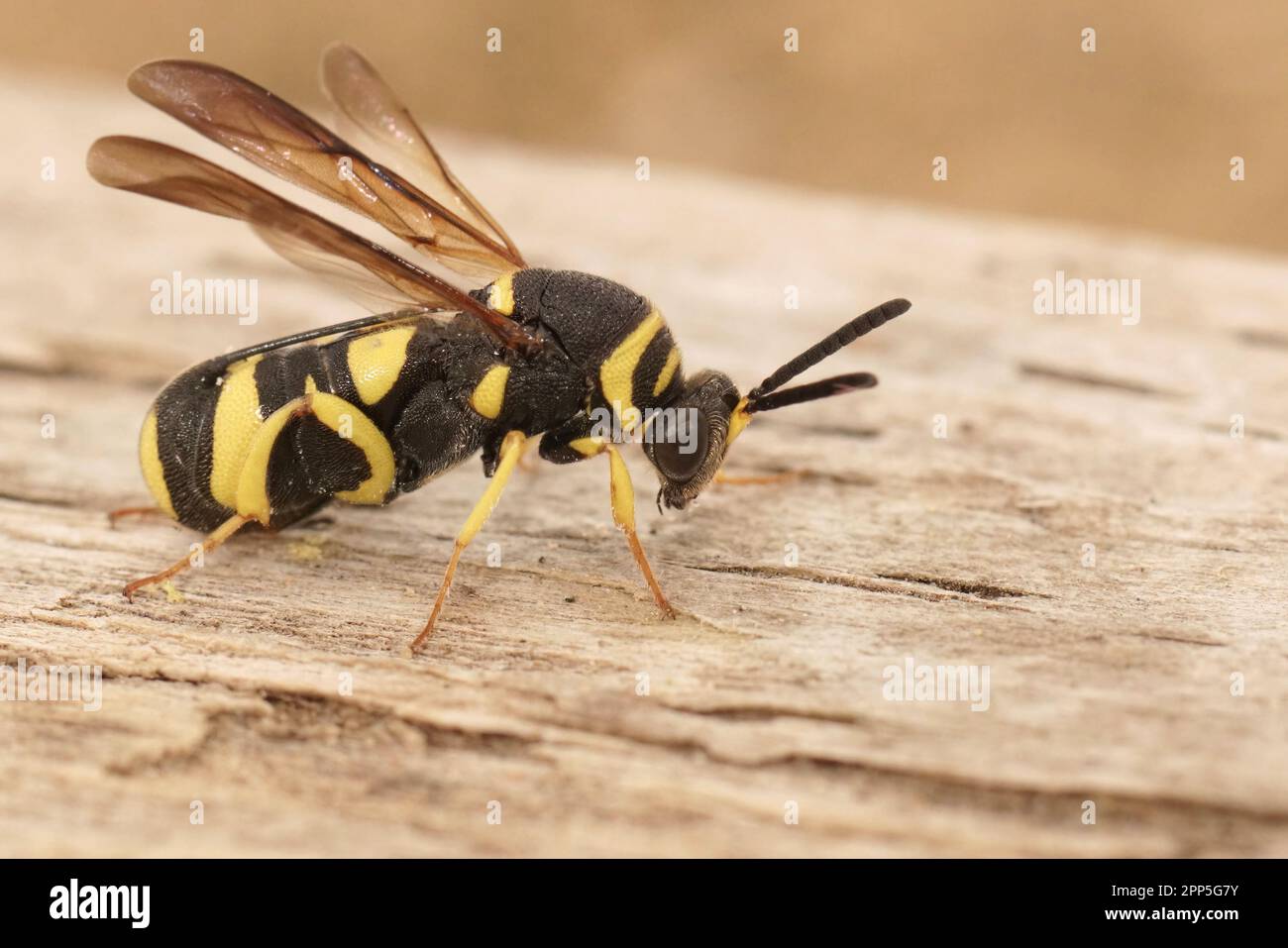 Detailed closeup on a colorful yellow black parasitic wasp, Leucospis ...