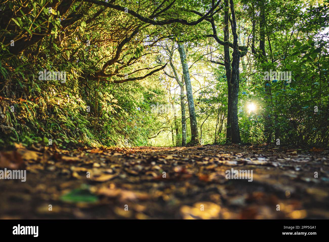 Description: Idyllic view on jungle footpath next to water channel ...