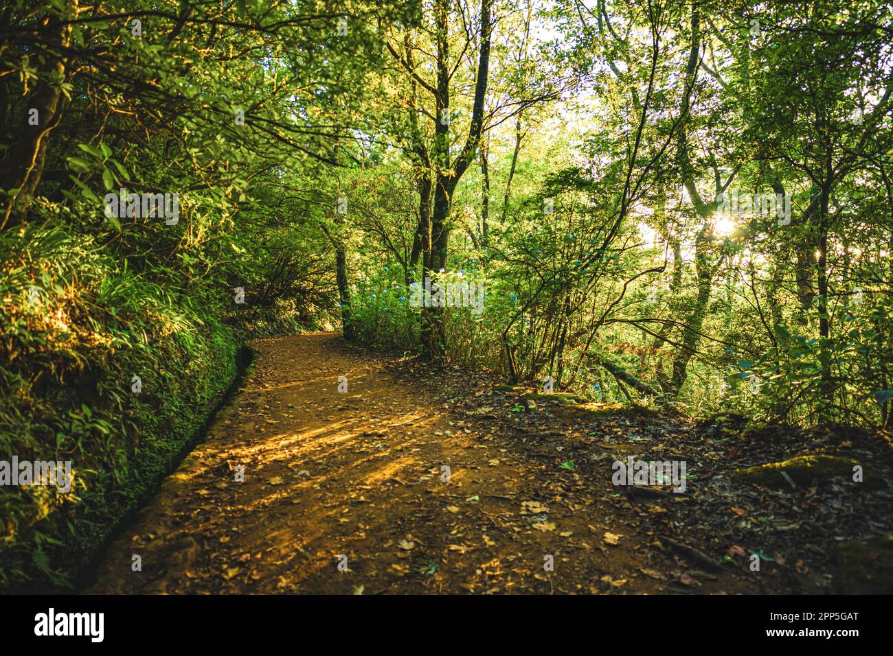 Description: Idyllic view on jungle footpath next to water channel ...