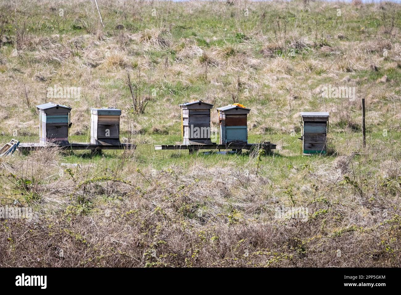 Five beehives or Apiaries on a grassy bank in a nature reserve to ...