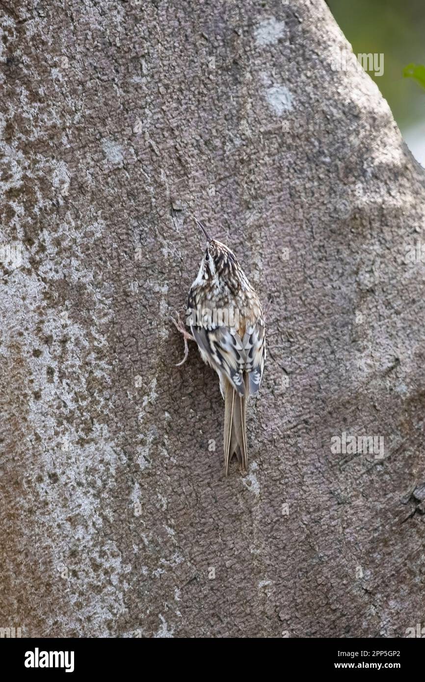Small Tree Creeper bird Certhia familiaris well camouflaged on the ...