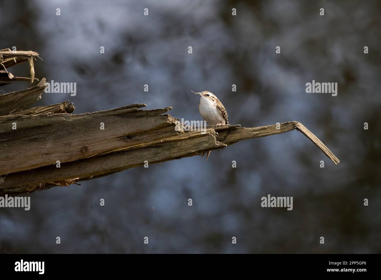 Small Tree Creeper bird Certhia familiaris with distinctive curved bill ...