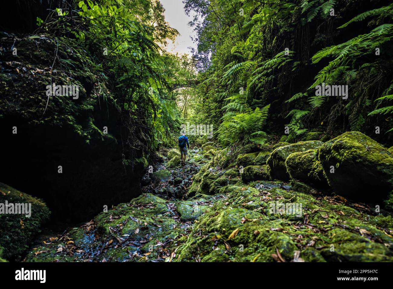 Description: Atlhletic tourist man walking on a fern covered gorge with ...