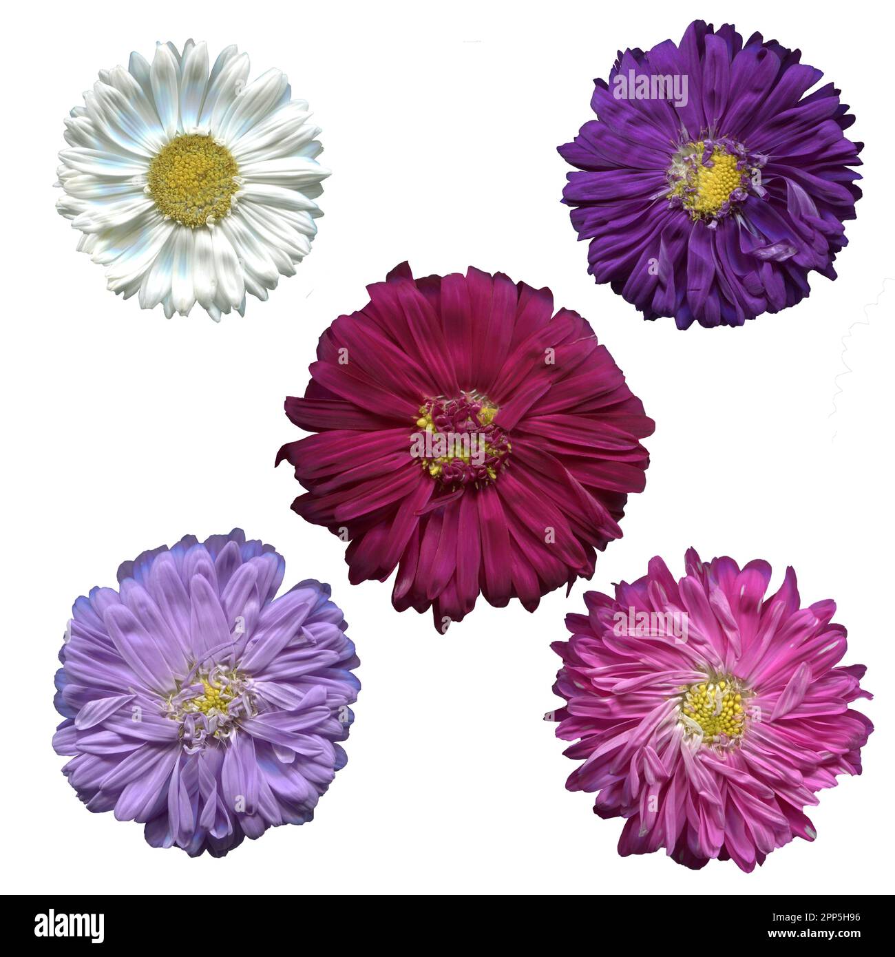 Herbarium flower head set isolated on white background Stock Photo - Alamy