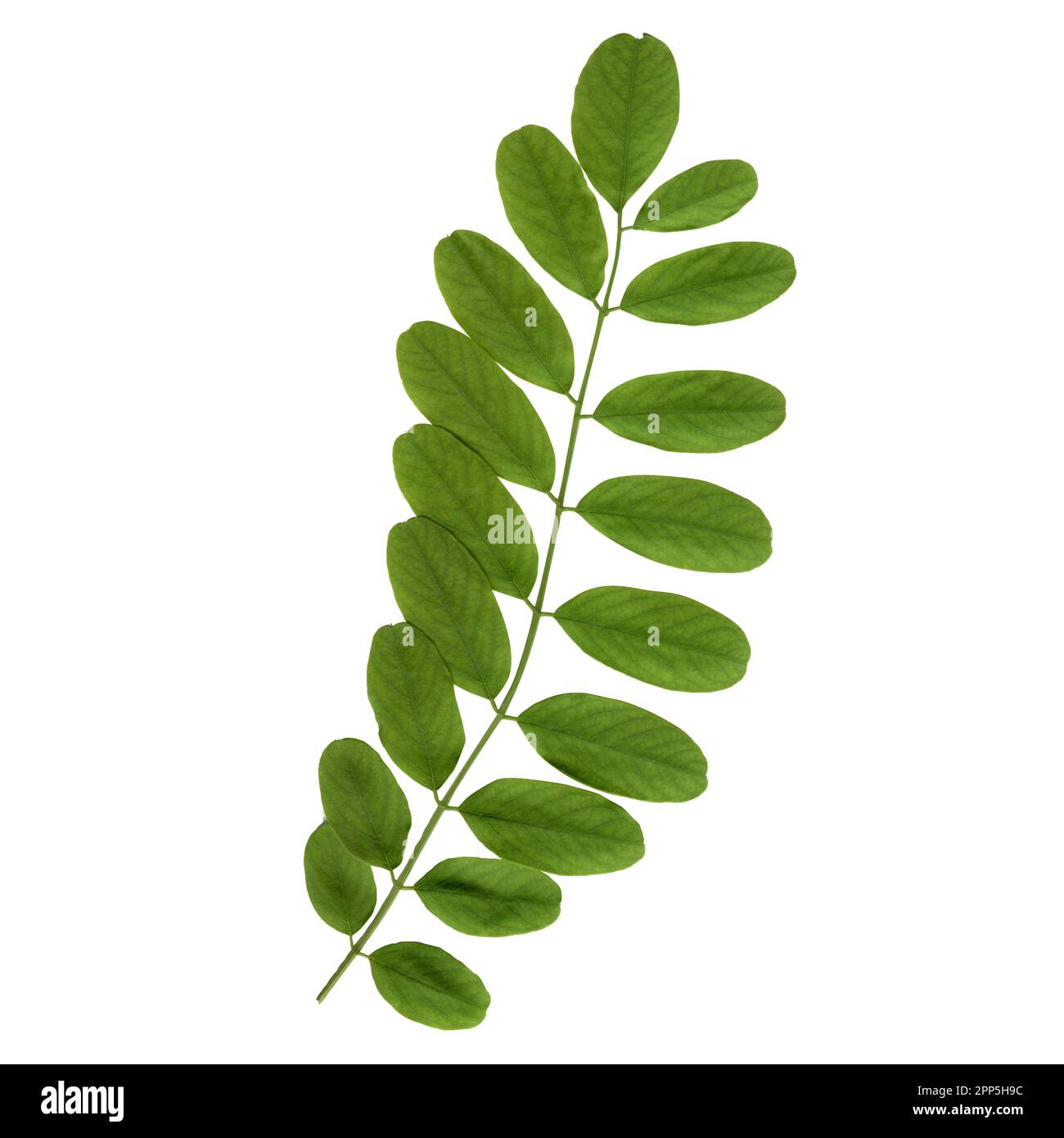 Acacia leaf hi-res stock photography and images - Alamy