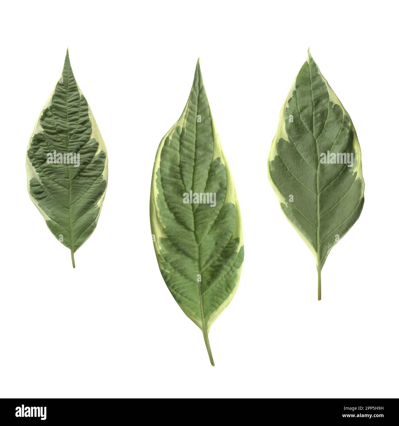 variegated green leaves set isolated on white background Stock Photo ...