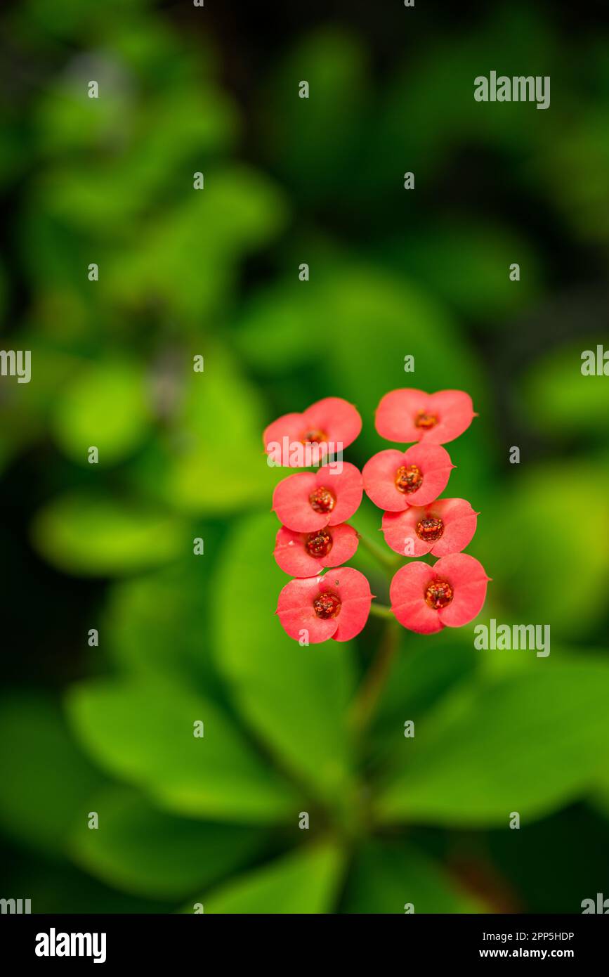 This captivating photograph showcases the intricate and delicate beauty ...