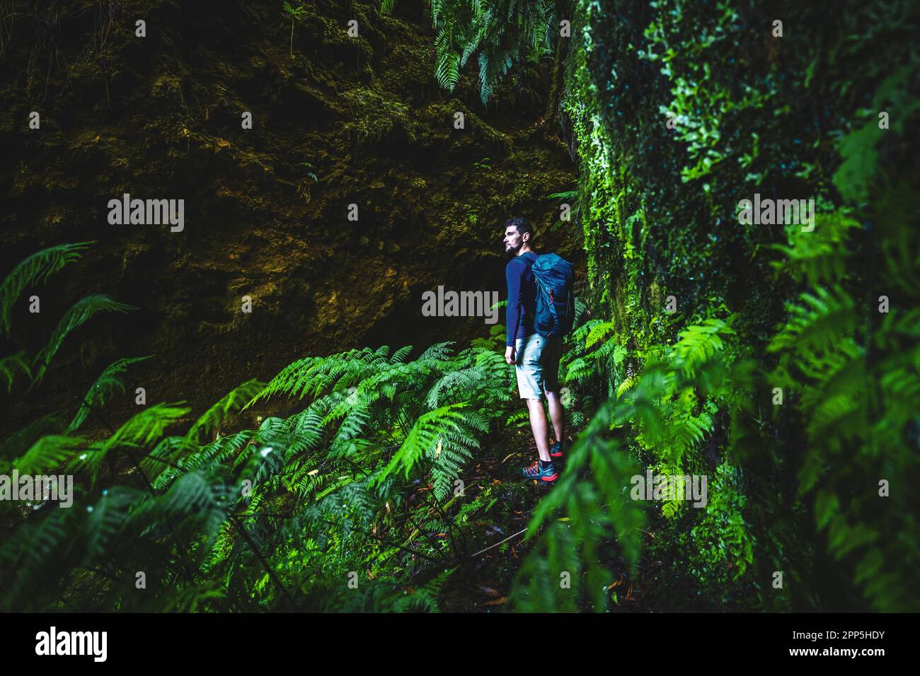 Description: Atlhletic tourist man walking on a fern covered gorge with ...
