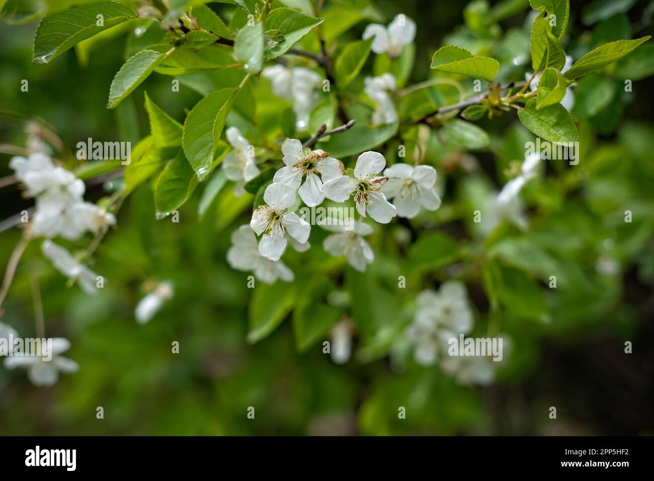 Spring flowers apple tree after rain hi-res stock photography and ...