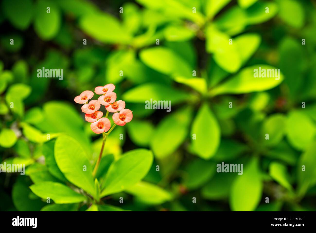 This captivating photograph showcases the intricate and delicate beauty ...