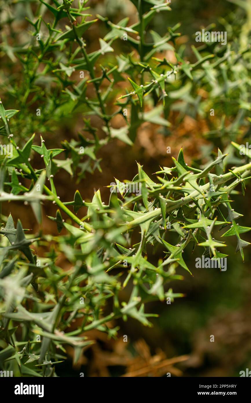 This mesmerizing photograph captures the essence of a majestic cactus ...